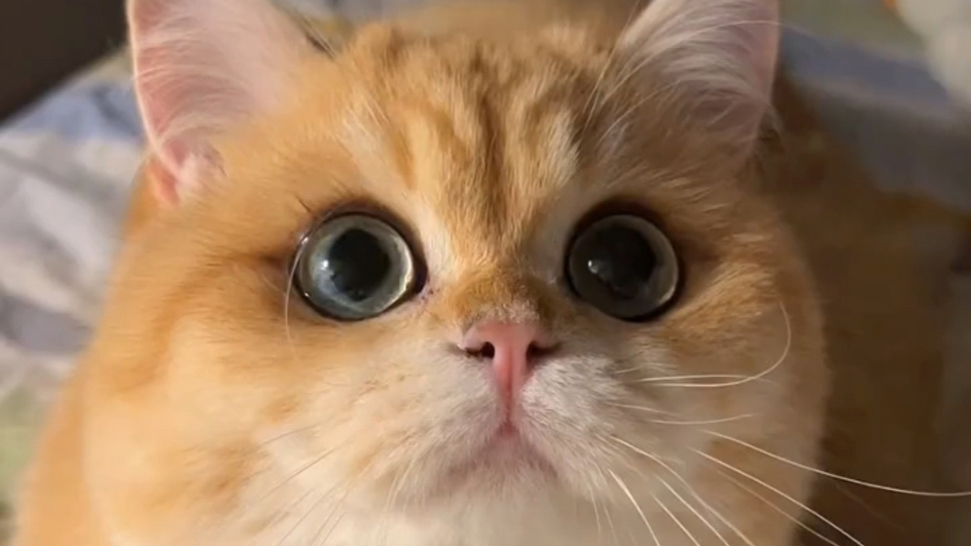 cat urinary problem warning signs news - China Sourcing Expert ...